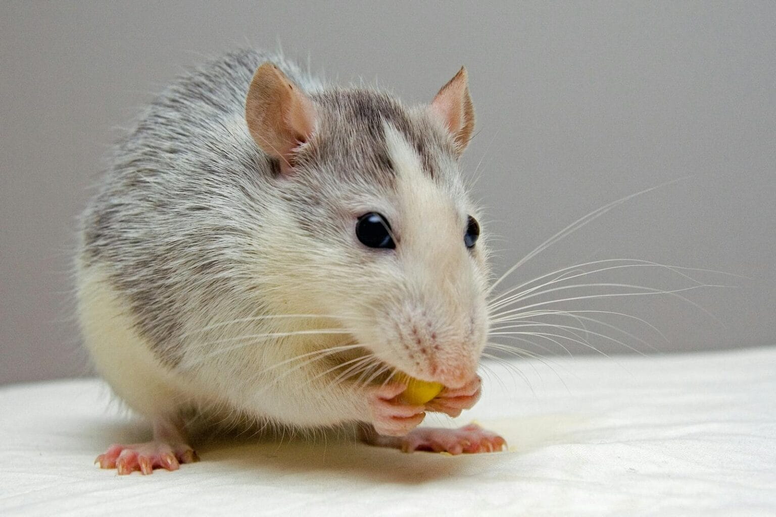 What is a Rodenticide? How Dangerous Are Rodenticides to Non-Target ...